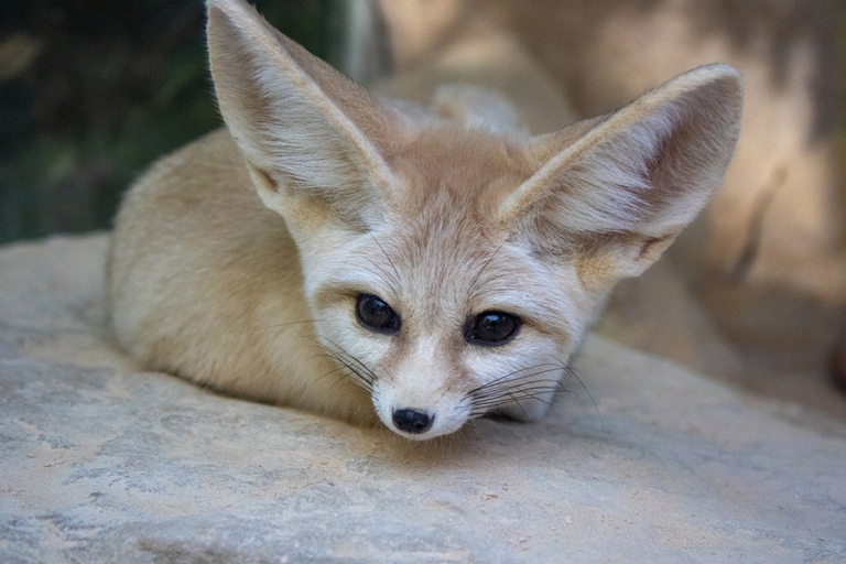 10 Animals With Exceptionally Long Ears - With Interesting Facts and Pics