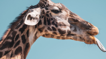 10 Animals with Big Foreheads You Will Find Intriguing