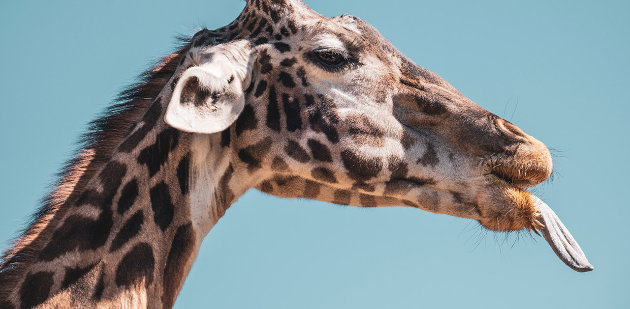 10 Animals with Big Foreheads You Will Find Intriguing