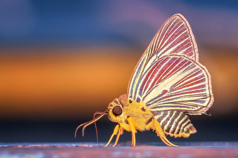 11 Animals With More Than 2 Eyes That Will Amaze You