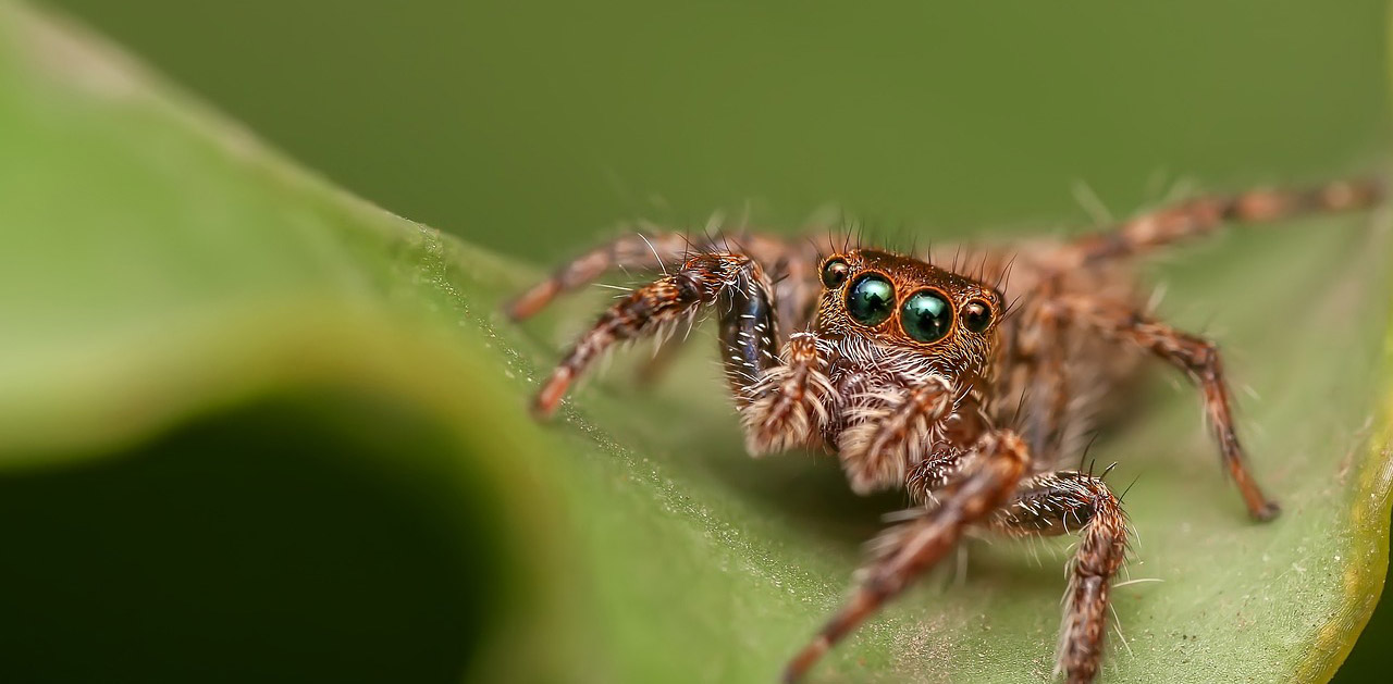 10 Most Hated Animals: The Misunderstood Creatures of Our World