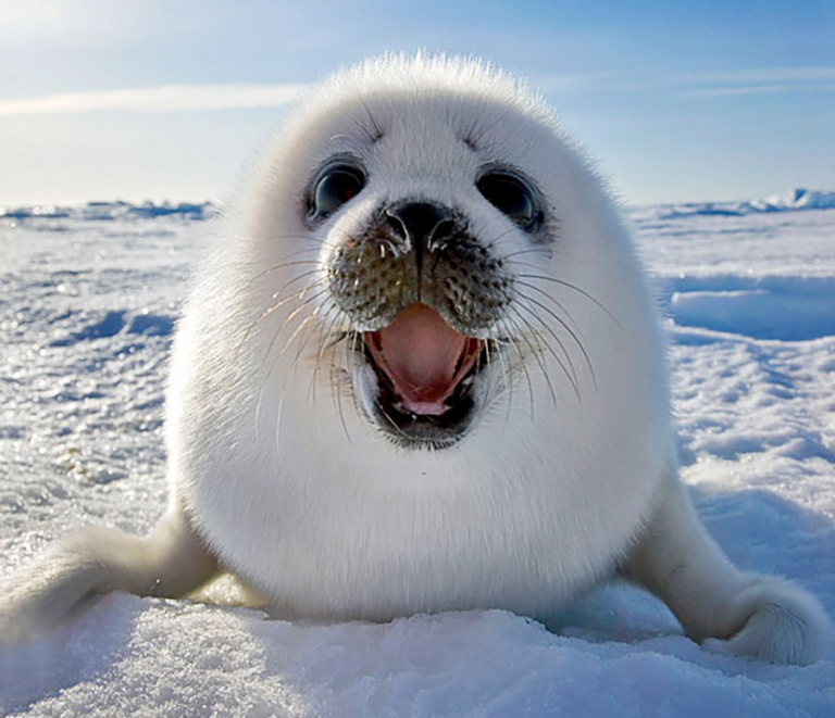 12 Animals With Thick Skin From Around The World