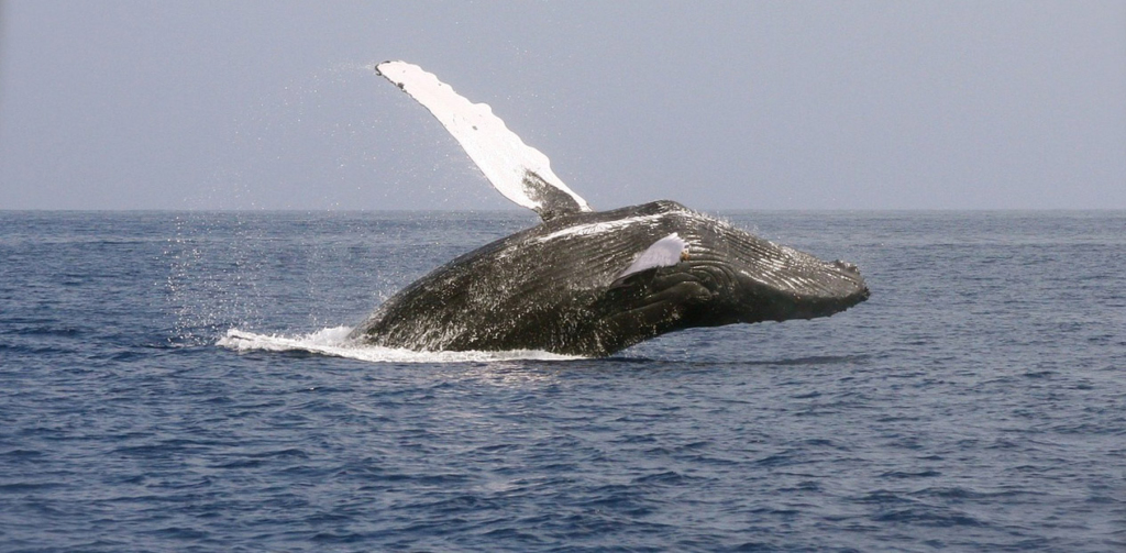 10 Skinny Animals That Showcase the Beauty of Nature's Diversity