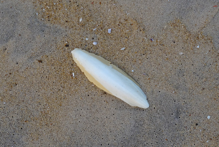 Cuttlefish: Characteristics, Diet, Facts & More [Fact Sheet]