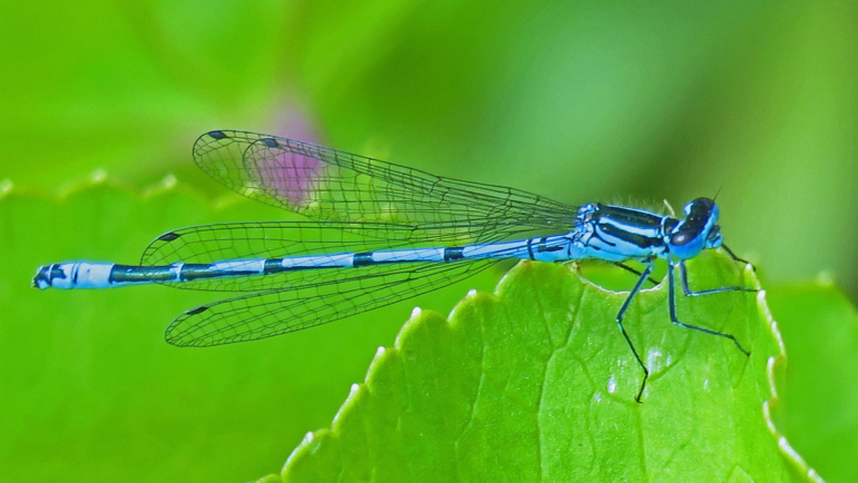 Dragonfly: Characteristics, Diet, Facts & More [Fact Sheet]