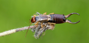 List of 4-Letter Insects - With Interesting Facts and Pictures