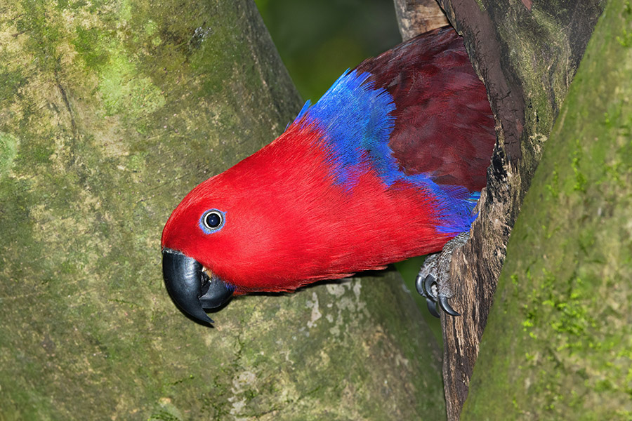 Eclectus Parrot: Characteristics, Diet, Facts & More [Fact Sheet]