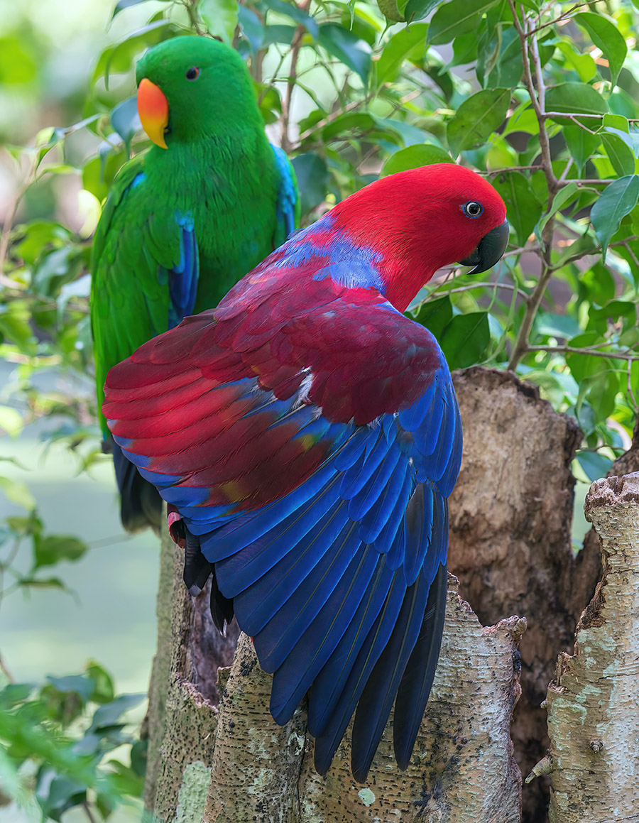 Eclectus Parrot: Characteristics, Diet, Facts & More [Fact Sheet]