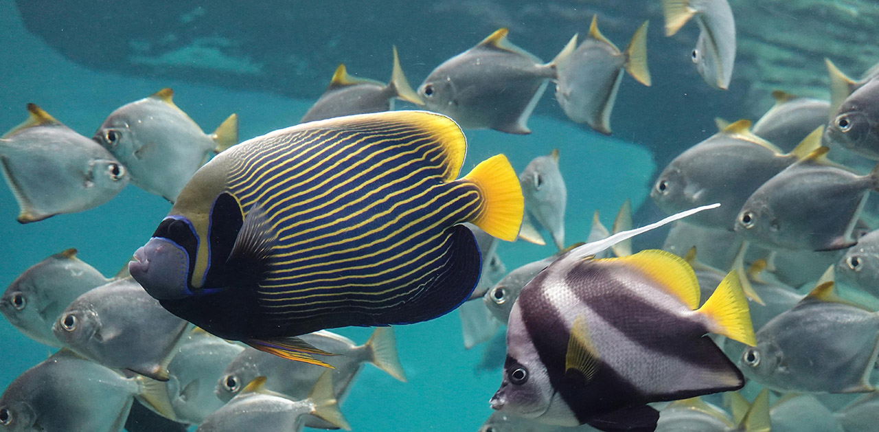 Juvenile Emperor Angelfish Facts