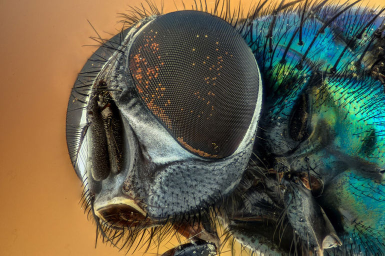 11 Animals With More Than 2 Eyes That Will Amaze You