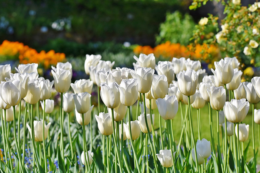 All About Uzbekistan's (Unofficial) National Flower: The Tulip