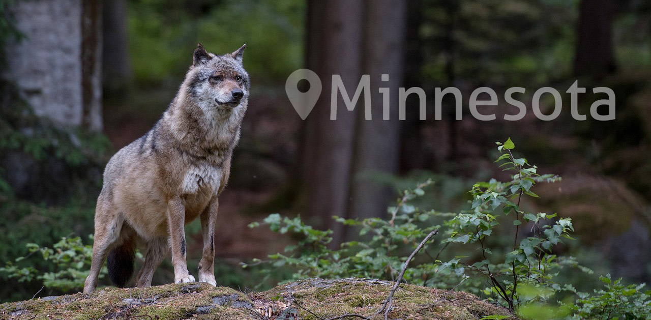 Are There Wolves in Minnesota? Everything You Wanted to Know
