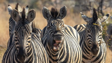 Zonkey: Characteristics, Diet, Facts & More [Fact Sheet]