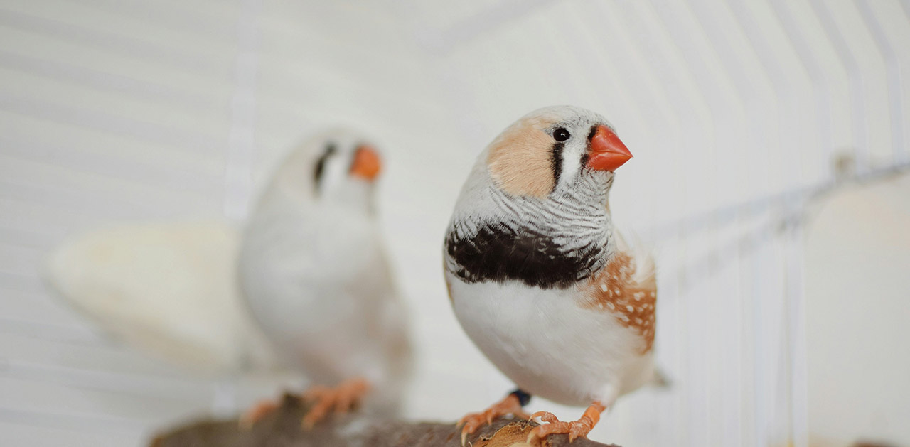 Zebra Finch Male vs. Female: How to Tell Them Apart & Key Differences