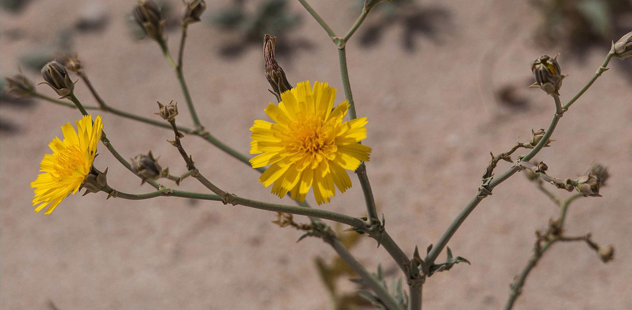 What Is The National Flower Of Kuwait | Best Flower Site