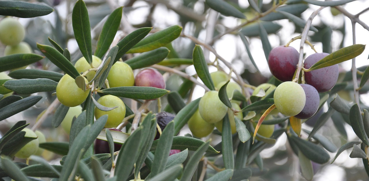 Discover Palestine's National Tree: The Olive Tree