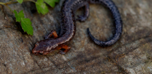 Bullfrog: Characteristics, Diet, Facts & More [Fact Sheet]