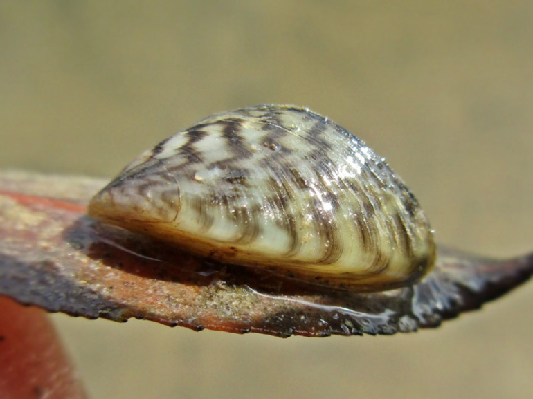 Zebra Mussel: Characteristics, Diet, Facts & More [Fact Sheet]