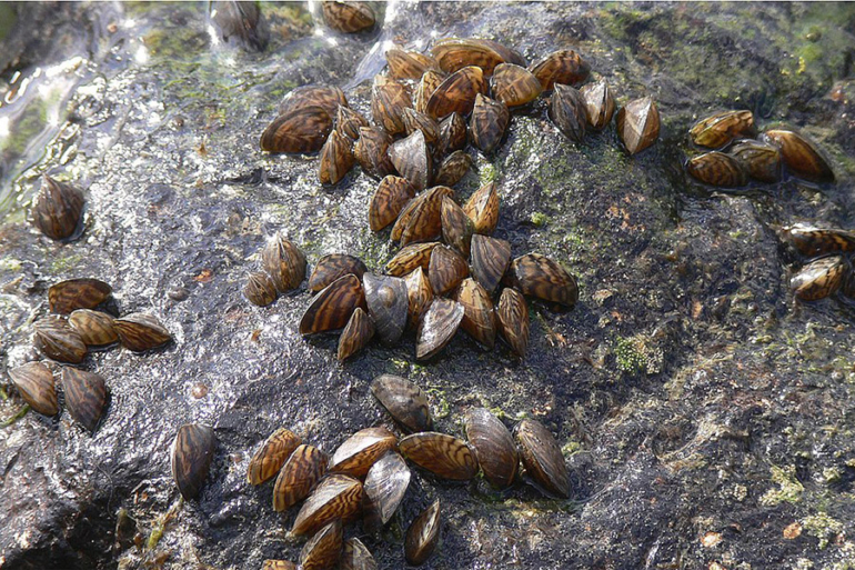 Zebra Mussel: Characteristics, Diet, Facts & More [Fact Sheet]
