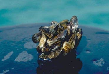 Zebra Mussel: Characteristics, Diet, Facts & More [Fact Sheet]