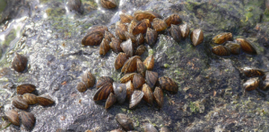 Zebra Mussel: Characteristics, Diet, Facts & More [Fact Sheet]