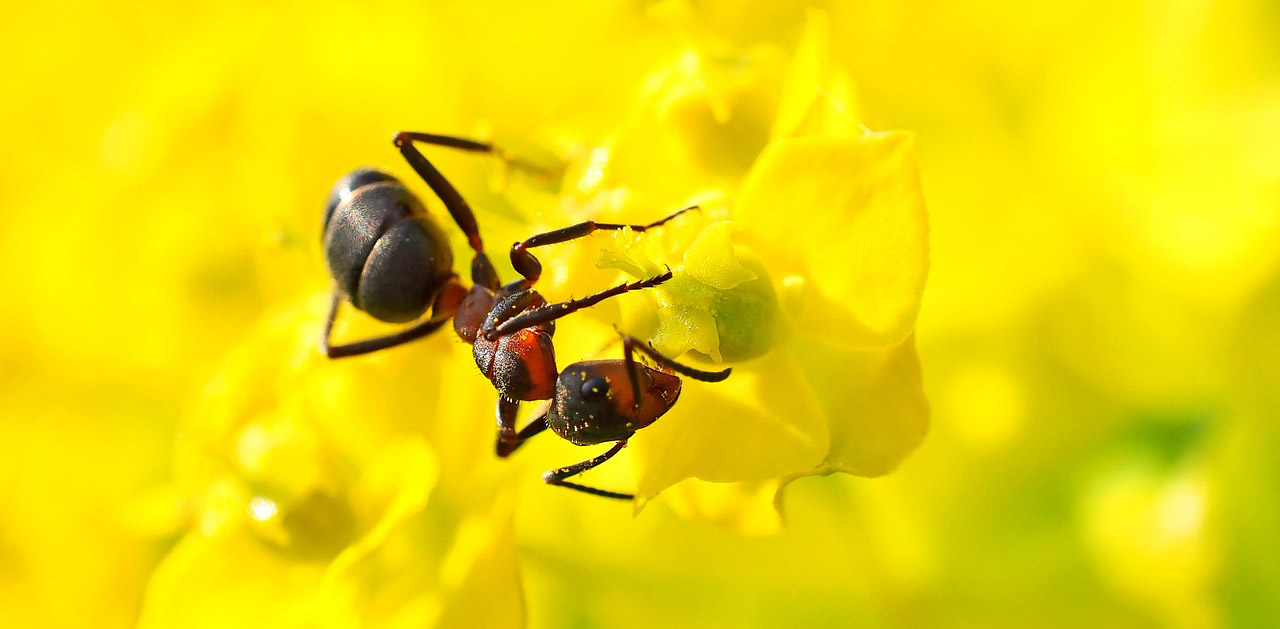 10 Skinny Animals That Showcase the Beauty of Nature's Diversity