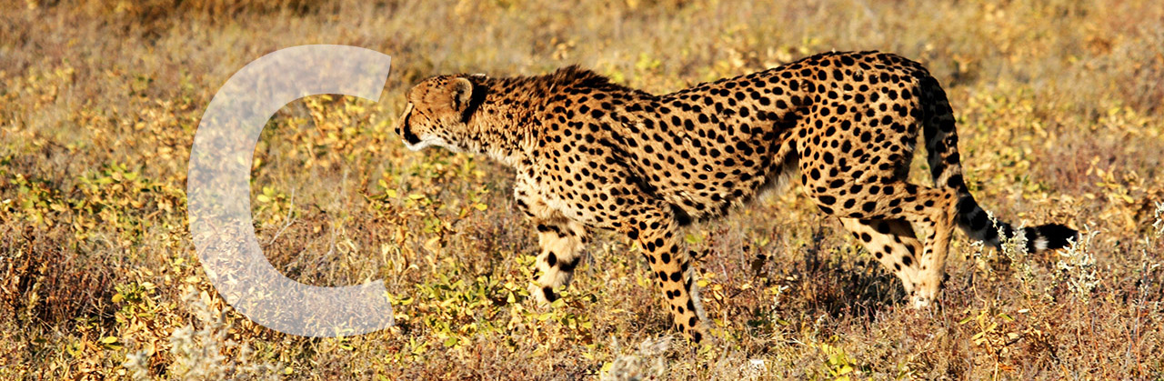10 Skinny Animals That Showcase the Beauty of Nature's Diversity