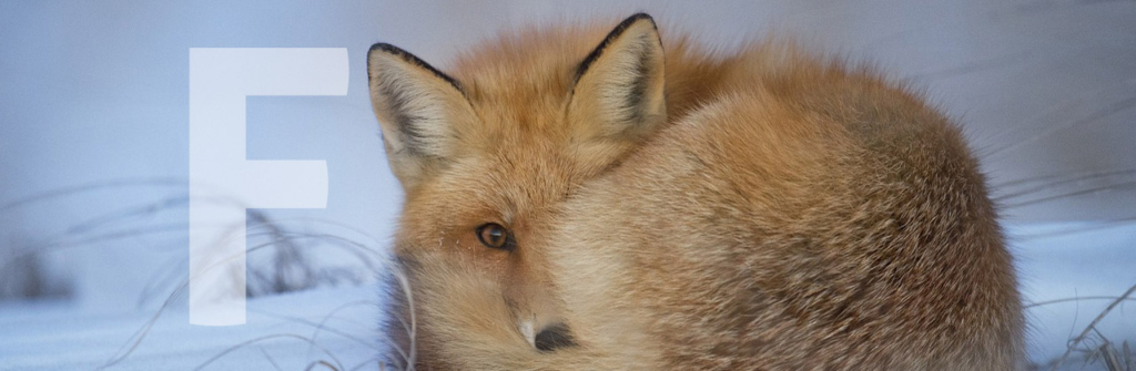 10 Cleanest Animals: Nature's Exemplars of Hygiene and Purity