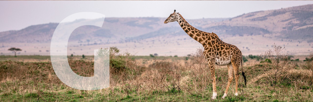 10 Skinny Animals That Showcase the Beauty of Nature's Diversity