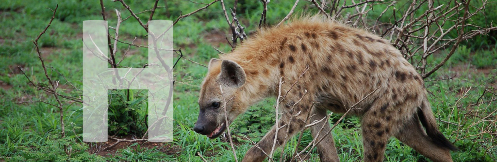 10 Energetic Animals That Will Inspire Your Day with Their Boundless Energy