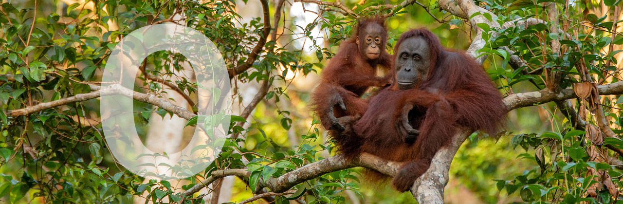 10 Skinny Animals That Showcase the Beauty of Nature's Diversity