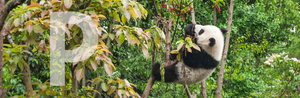 10 Skinny Animals That Showcase the Beauty of Nature's Diversity