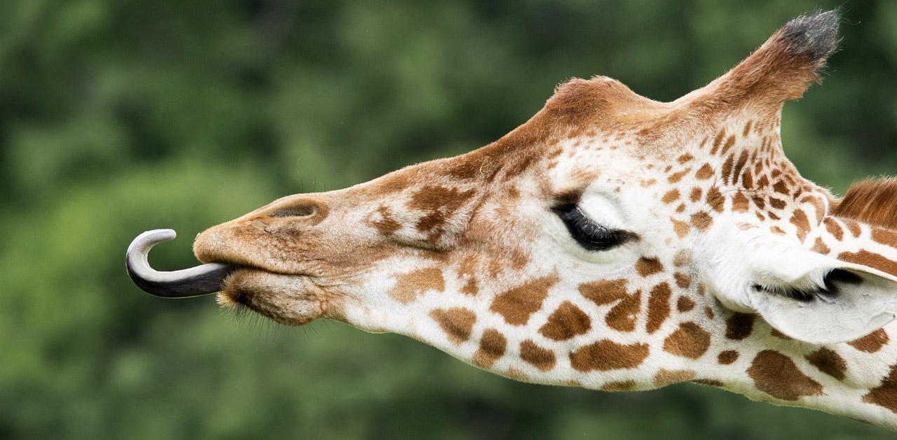 10 Animals with Big Foreheads You Will Find Intriguing