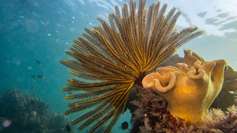 Crinoid: Characteristics, Diet, Facts & More [Fact Sheet]