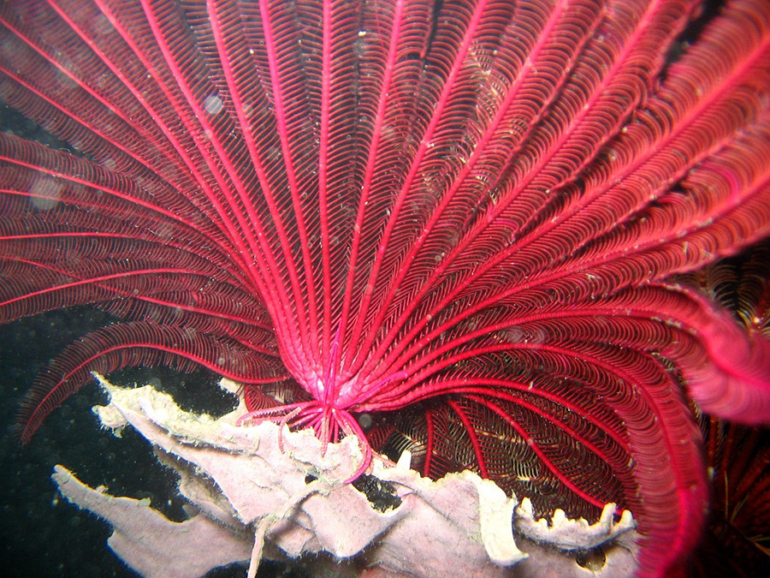 Crinoid: Characteristics, Diet, Facts & More [Fact Sheet]