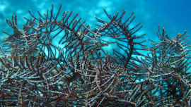 Crinoid: Characteristics, Diet, Facts & More [Fact Sheet]