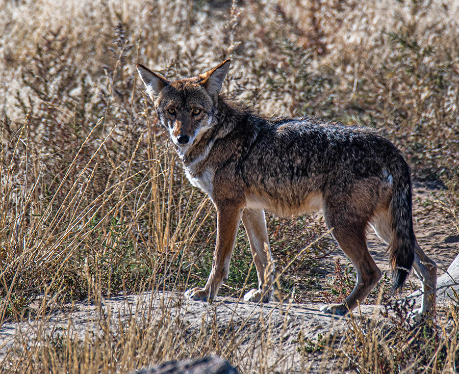 Do Coyotes Eat Wolves? A Closer Look at Their Interactions