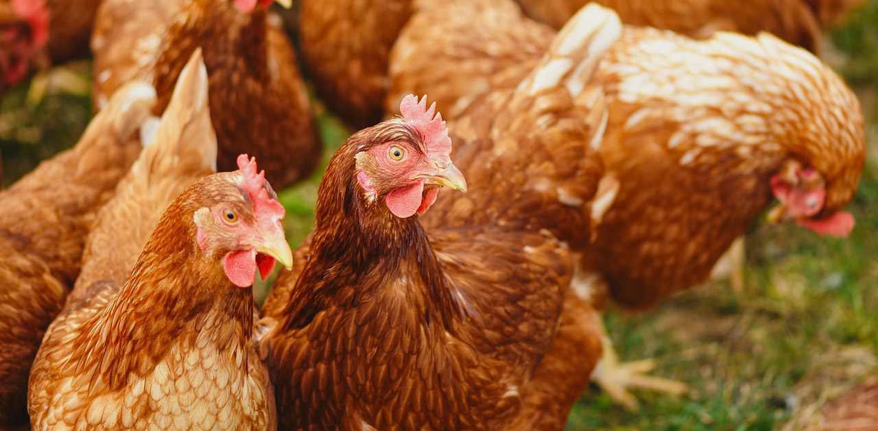 Are Chickens Mammals? Or Reptiles? Complete Explanation