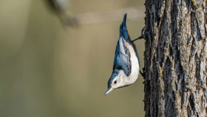 10 Cleanest Animals: Nature's Exemplars of Hygiene and Purity