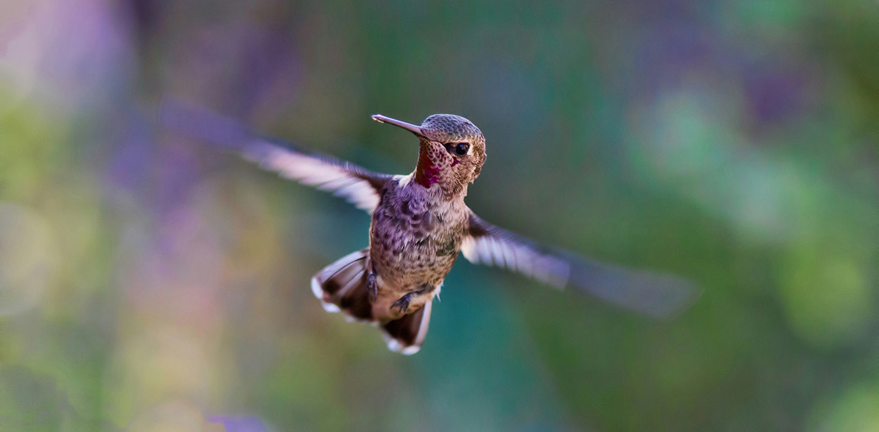 10 Skinny Animals That Showcase the Beauty of Nature's Diversity