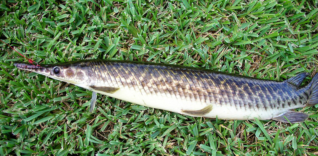 Florida Gar: Characteristics, Diet, Facts & More [Fact Sheet]
