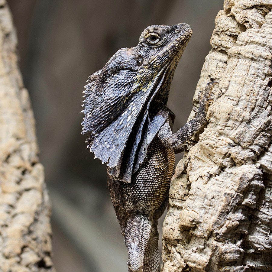 Frilled Lizard: Characteristics, Diet, Facts & More [Fact Sheet]