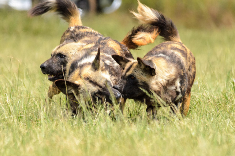 What Eats Hyenas? - Top 6 Natural Enemies