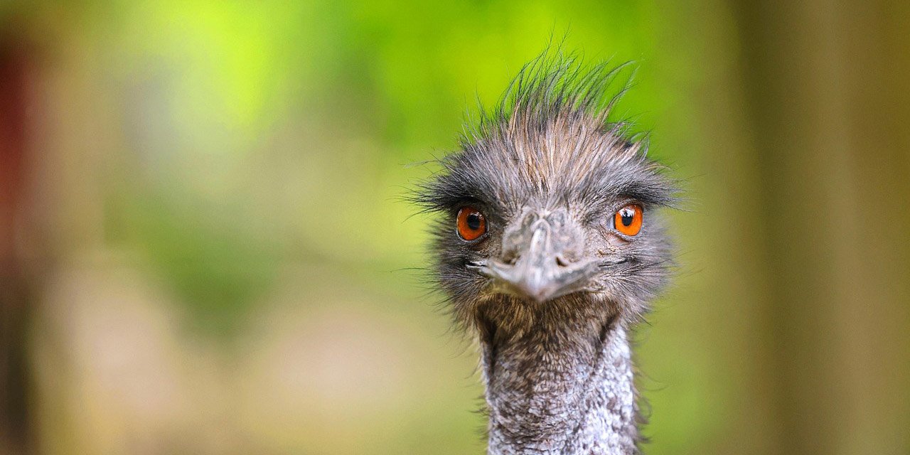 10 Skinny Animals That Showcase the Beauty of Nature's Diversity