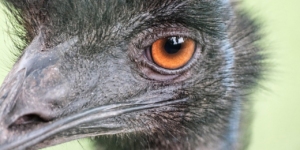 Could Emus Ever Fly?