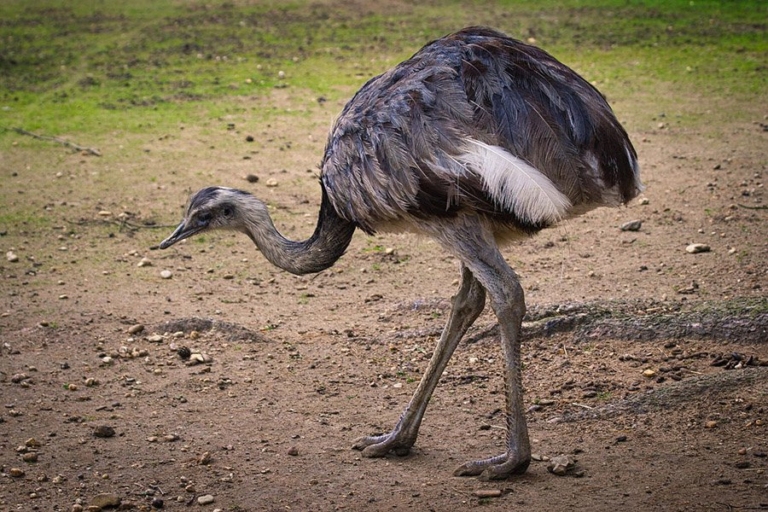 Could Emus Ever Fly?