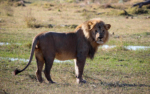 Meet the (Unofficial) National Animal of Cameroon: The Lion