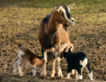 Meet Chad's National Animals: The Goat and The Lion